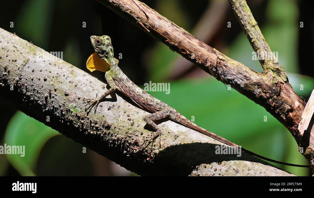 Gliding lizard of Sulawesi, Indonesia Stock Photo - Alamy