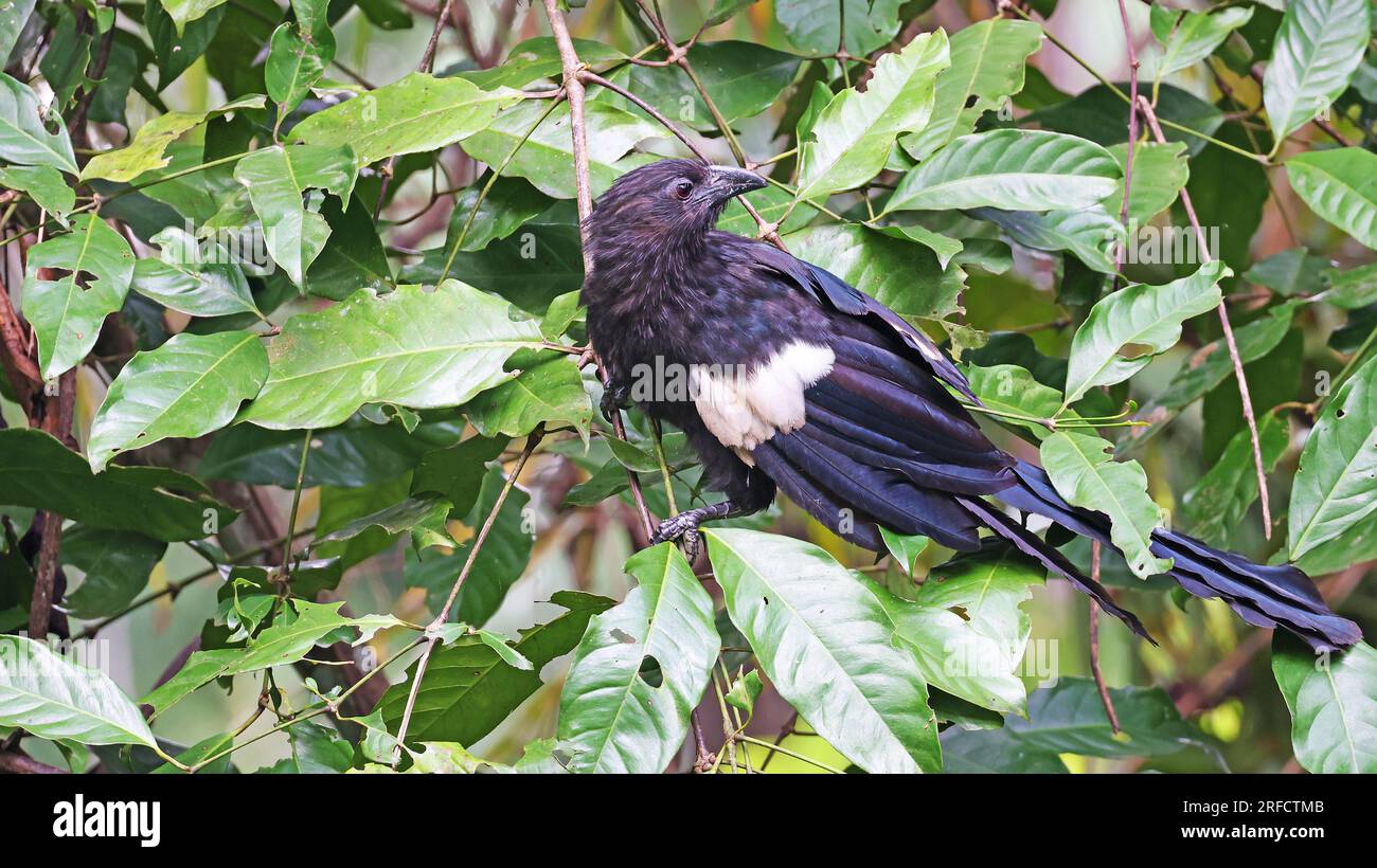 Goliath coucal (Centropus goliath), endemic bird of Indonesia Stock ...