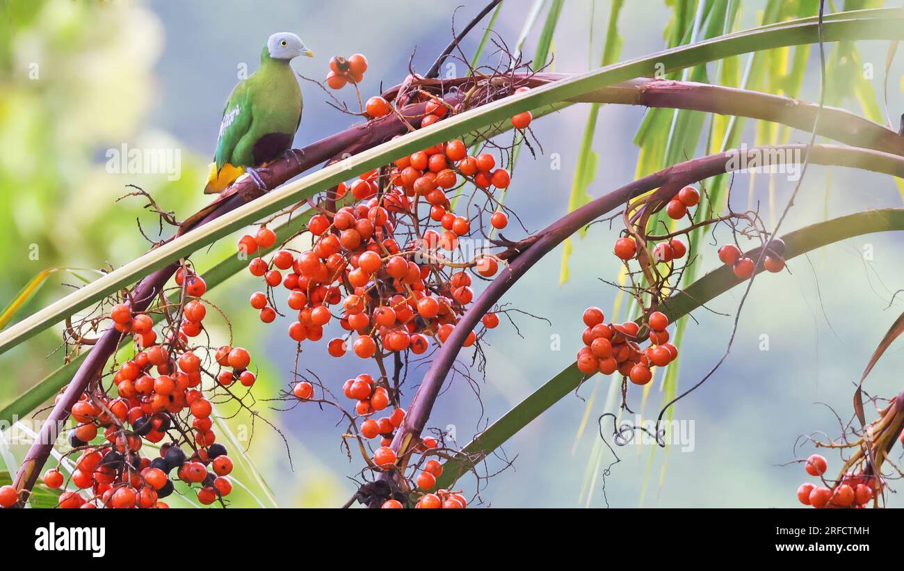 Fruit dove hi-res stock photography and images - Alamy