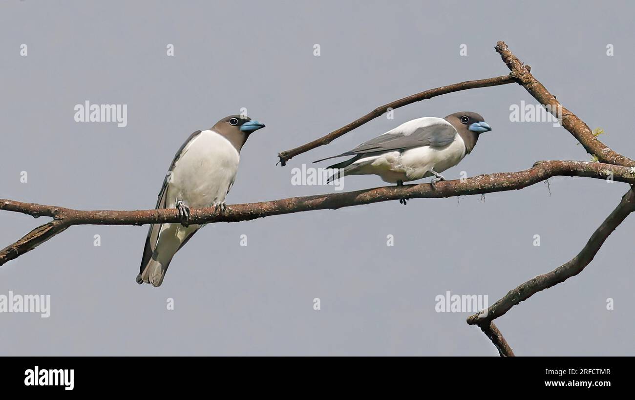 Ivory-backed woodswallows (Artamus monachus), endemic bird of Sulawesi ...