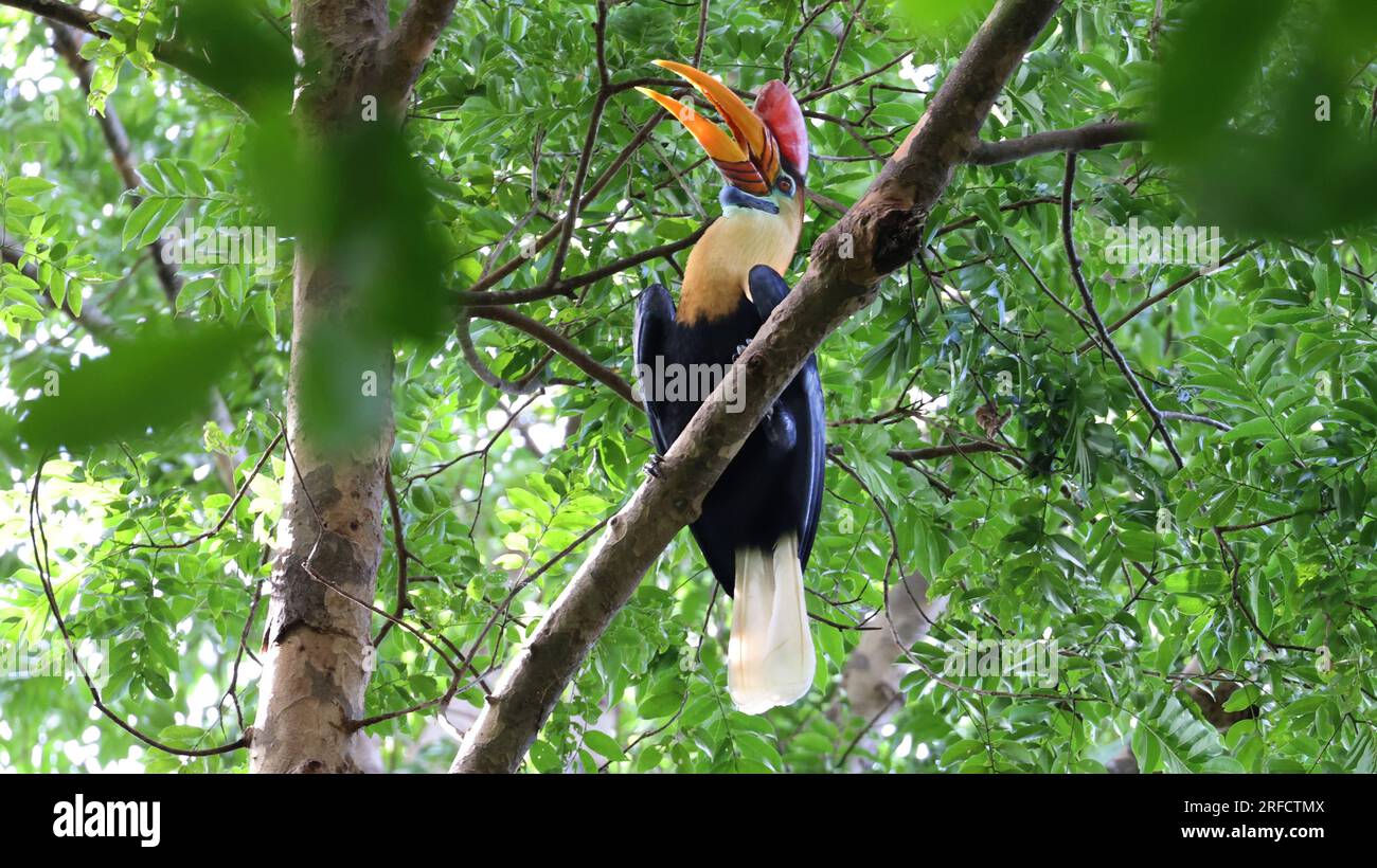 Endemic birds indonesia hi-res stock photography and images - Alamy