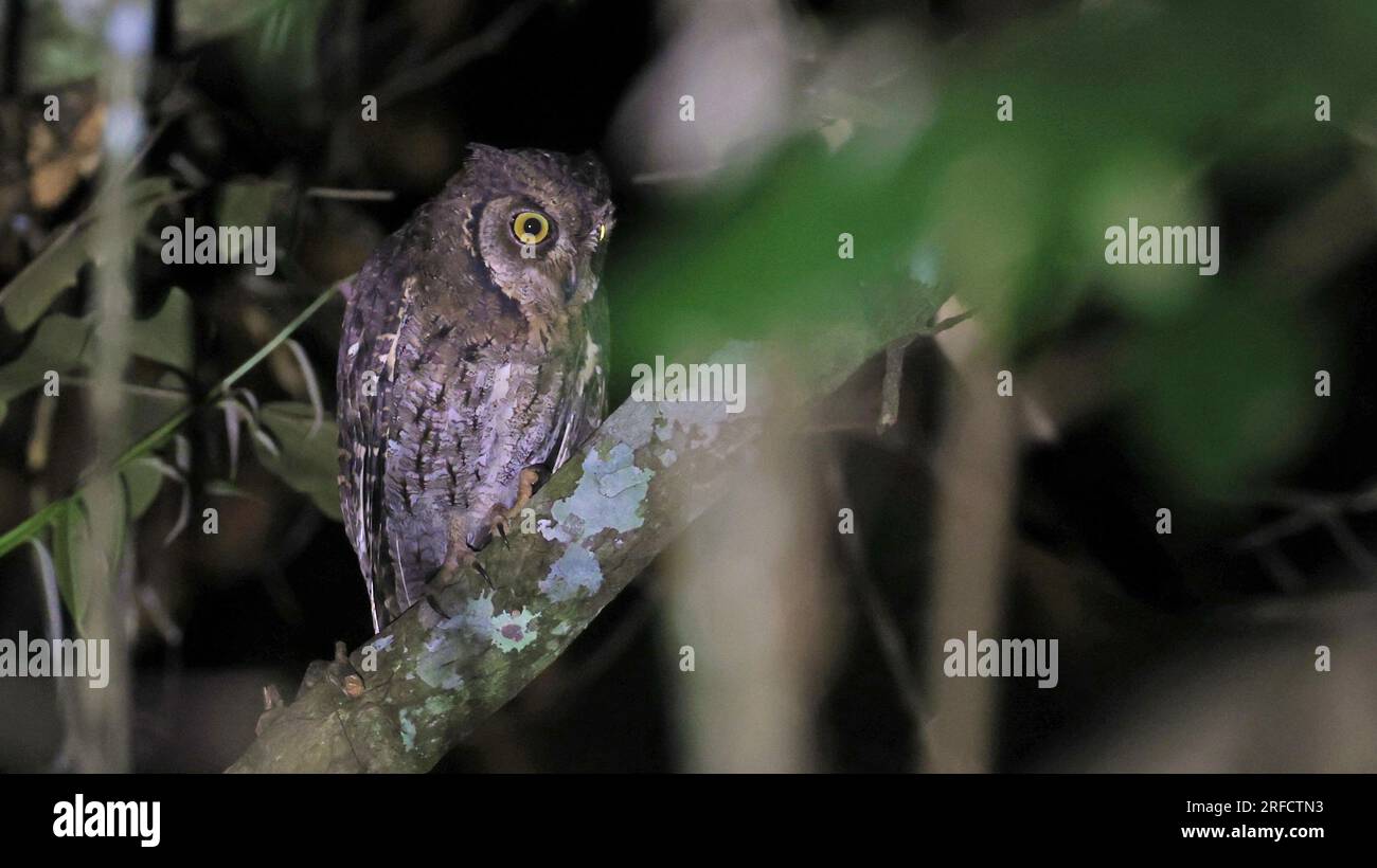 Indonesia scops owl hi-res stock photography and images - Alamy