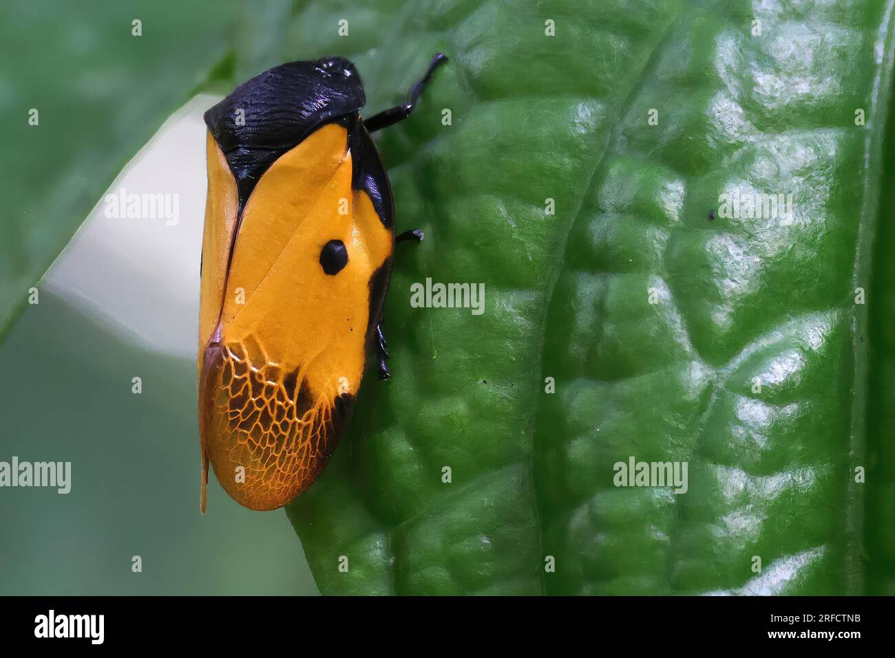 Odd orange bug of Sulawesi, Indonesia Stock Photo - Alamy