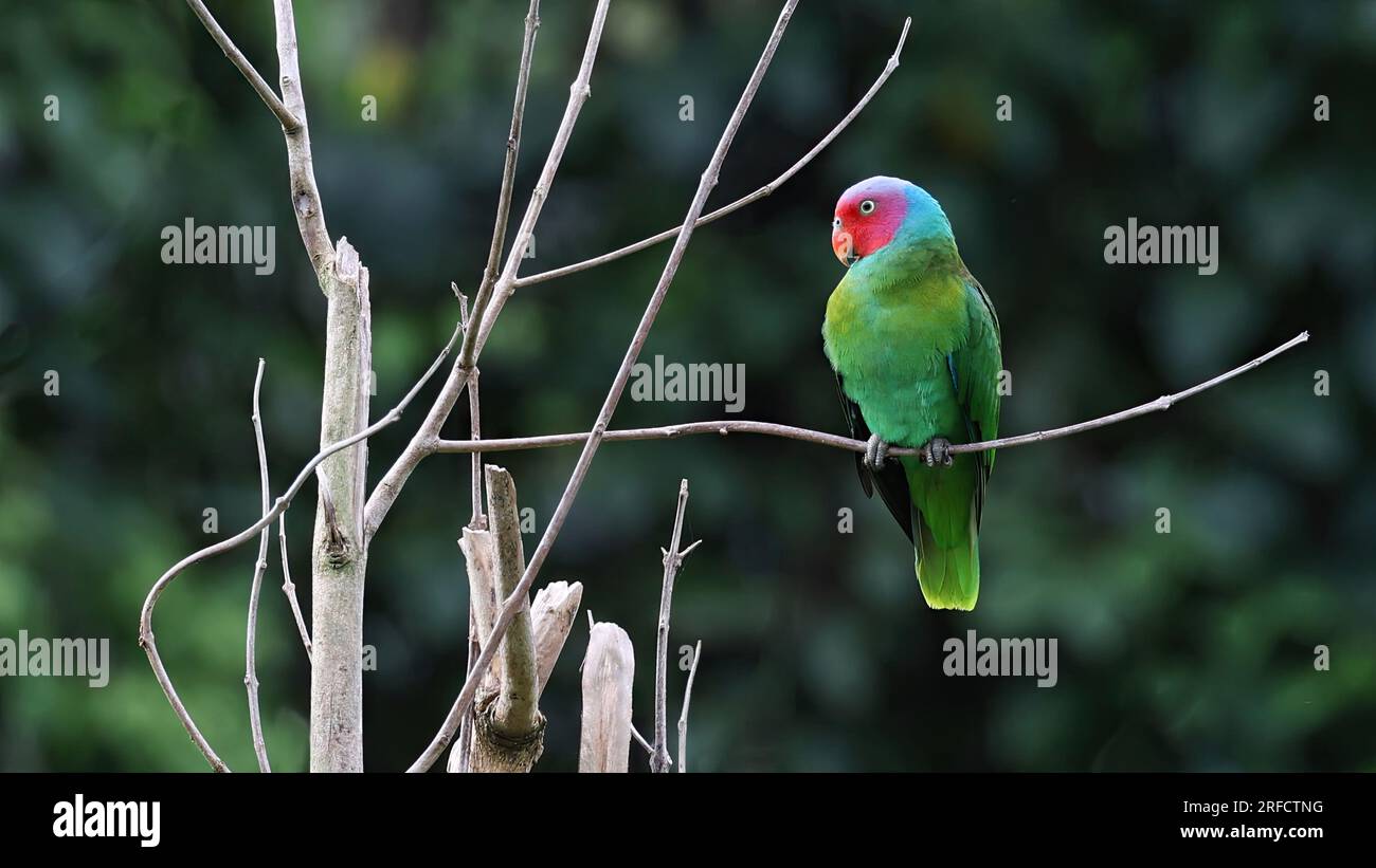 Red-cheeked parrot (Geoffroyus geoffroyi), bird of Halmahera, Indonesia ...