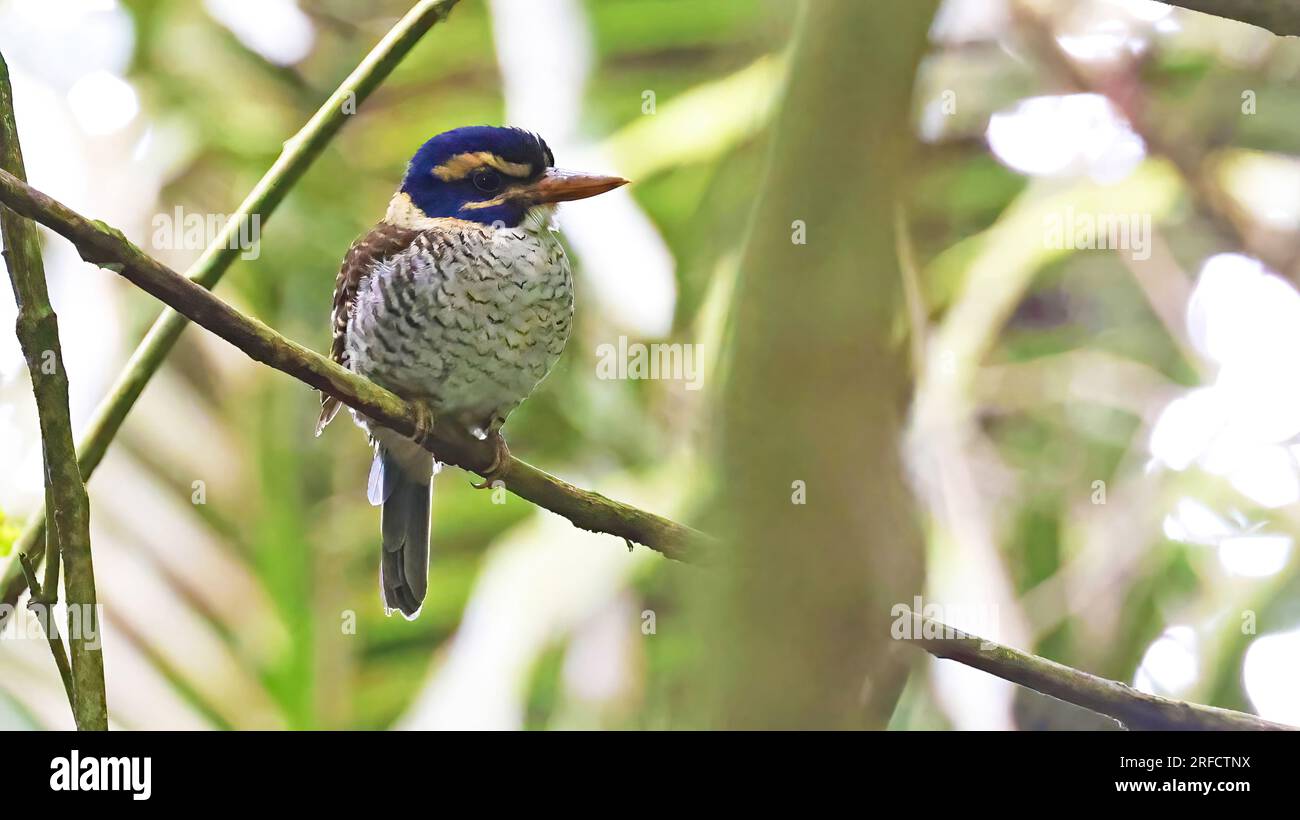 Scaly-breasted kingfisher (Actenoides princeps), endemic bird of ...