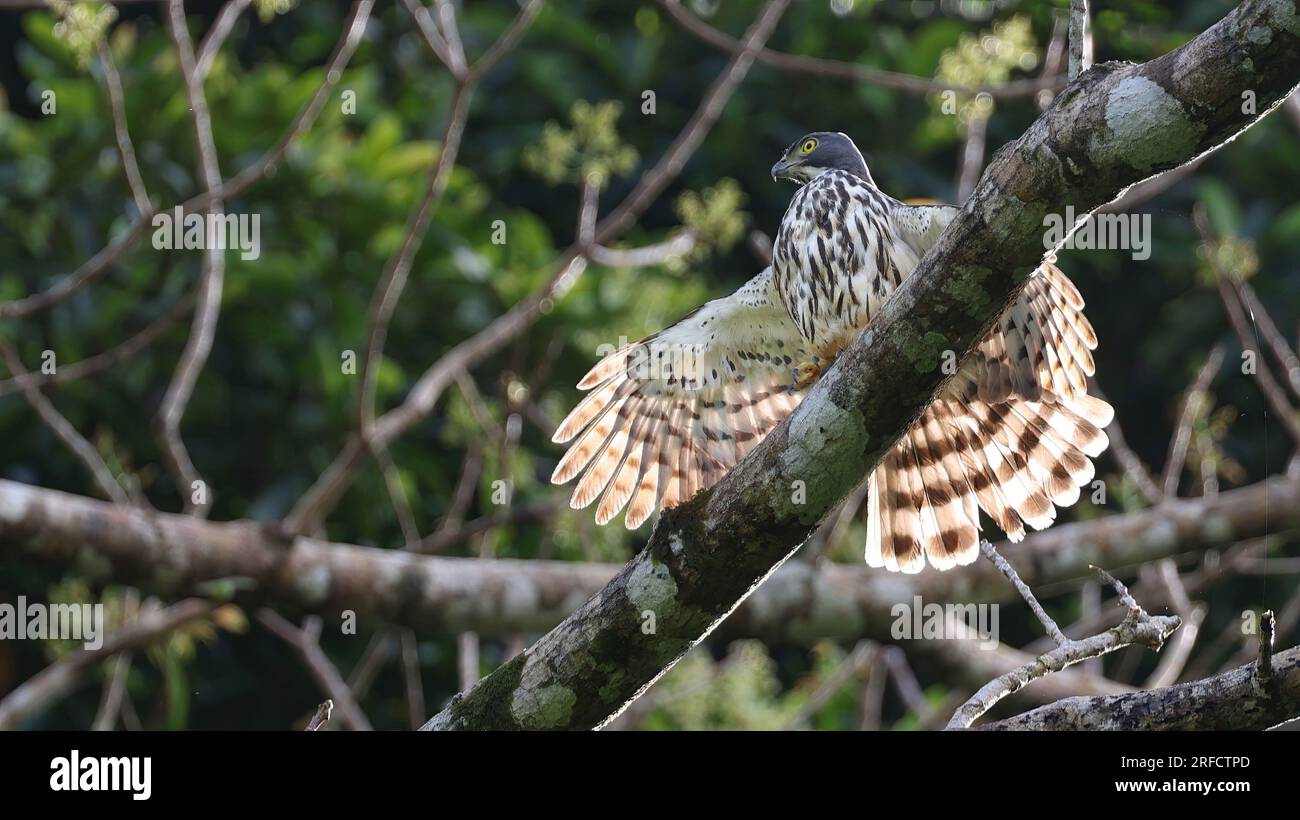 Sulawesi goshawk (Accipiter griseiceps), endemic bird of Indonesia ...