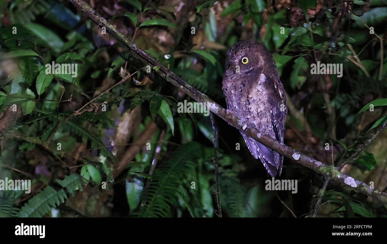 Sulawesi scops owl (Otus manadensis), endemic bird of Indonesia Stock ...