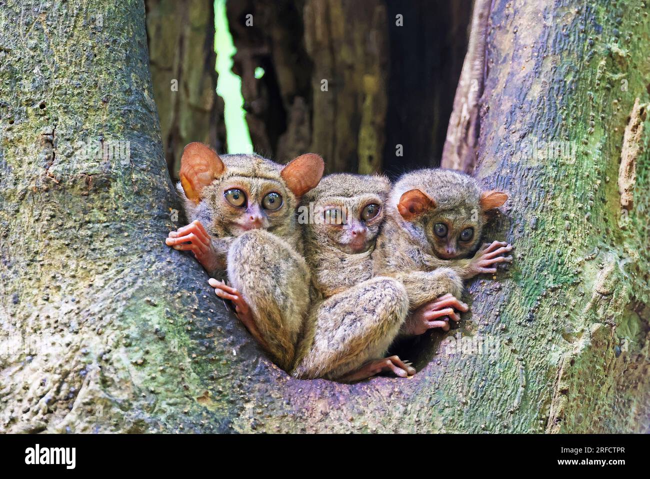 Three Spectral tarsiers (Tarsius tarsier) out of their hole, Sulawesi ...