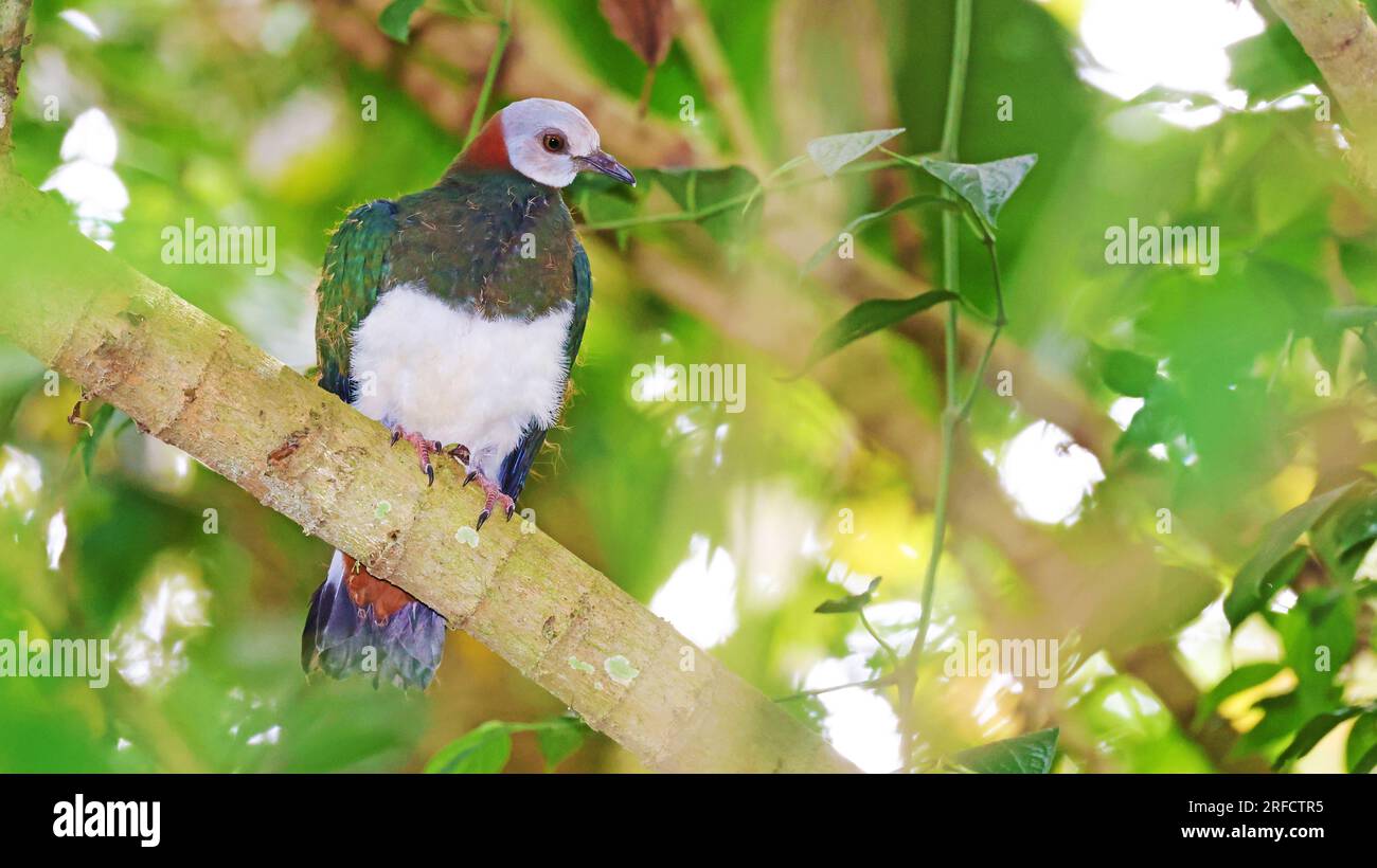 White-bellied imperial pigeon (Ducula forsteni), endemic bird of ...