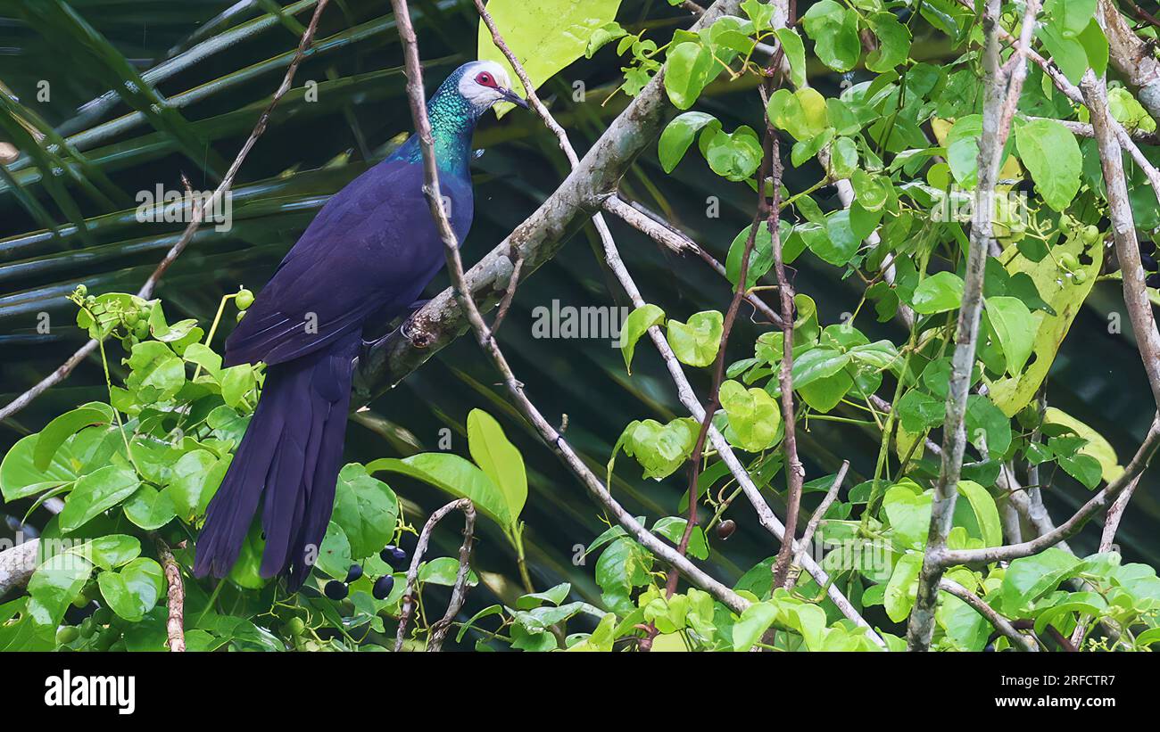 White-faced cuckoo-dove (Turacoena manadensis), endemic bird of ...