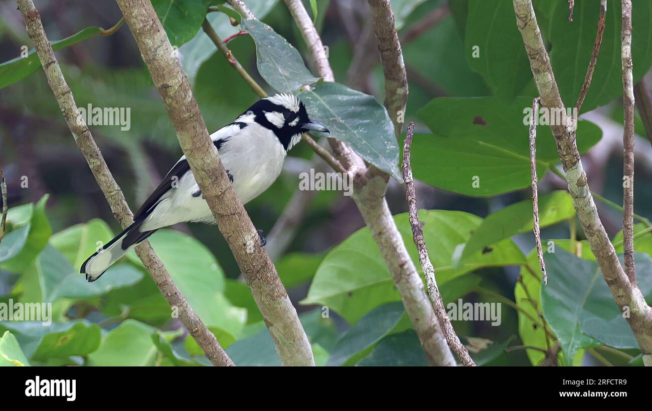 White-naped monarch (Carterornis pileatus), endemic bird of Indonesia ...