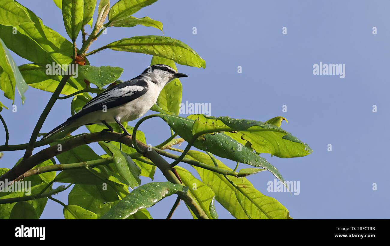 White-rumped triller (Lalage leucopygialis), endemic bird of Indonesia ...