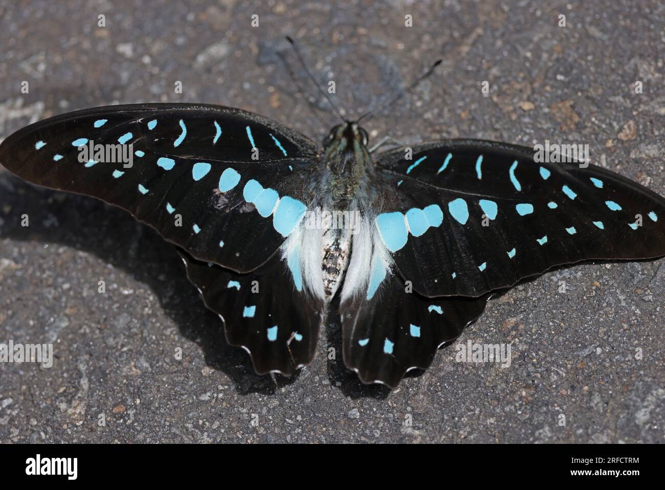 Wonderful butterfly of Sulawesi, Indonesia Stock Photo - Alamy