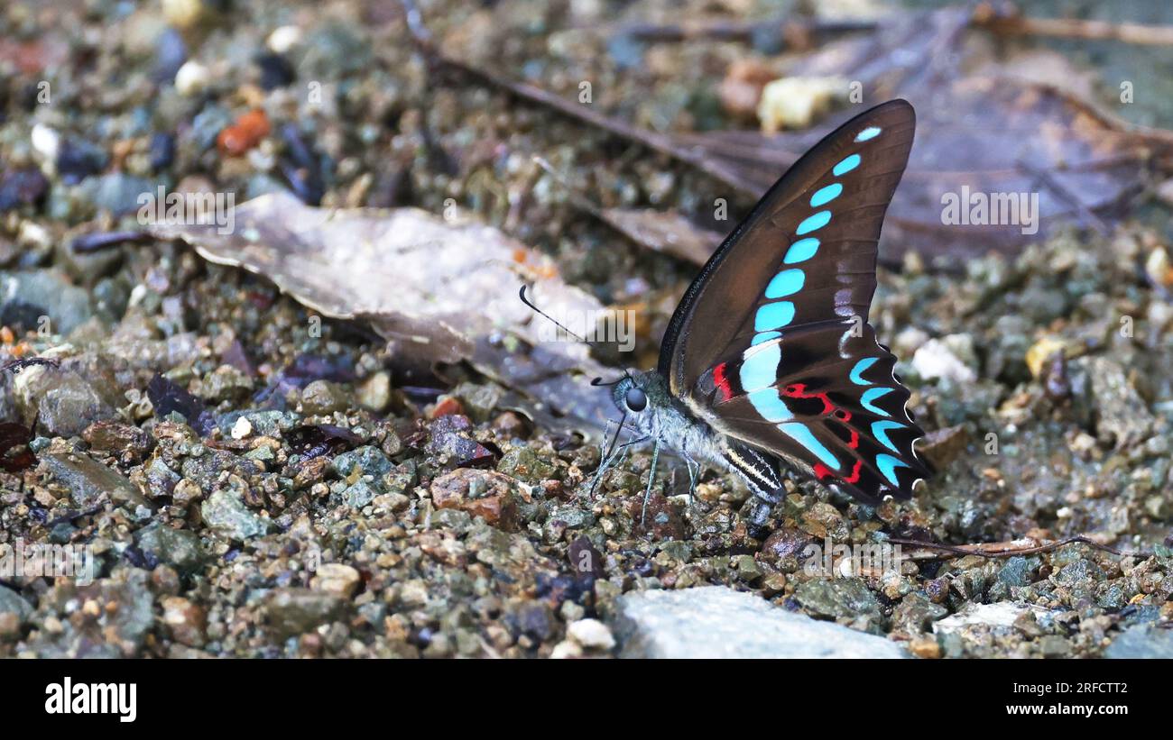 Wonderful butterfly of Sulawesi, Indonesia Stock Photo - Alamy