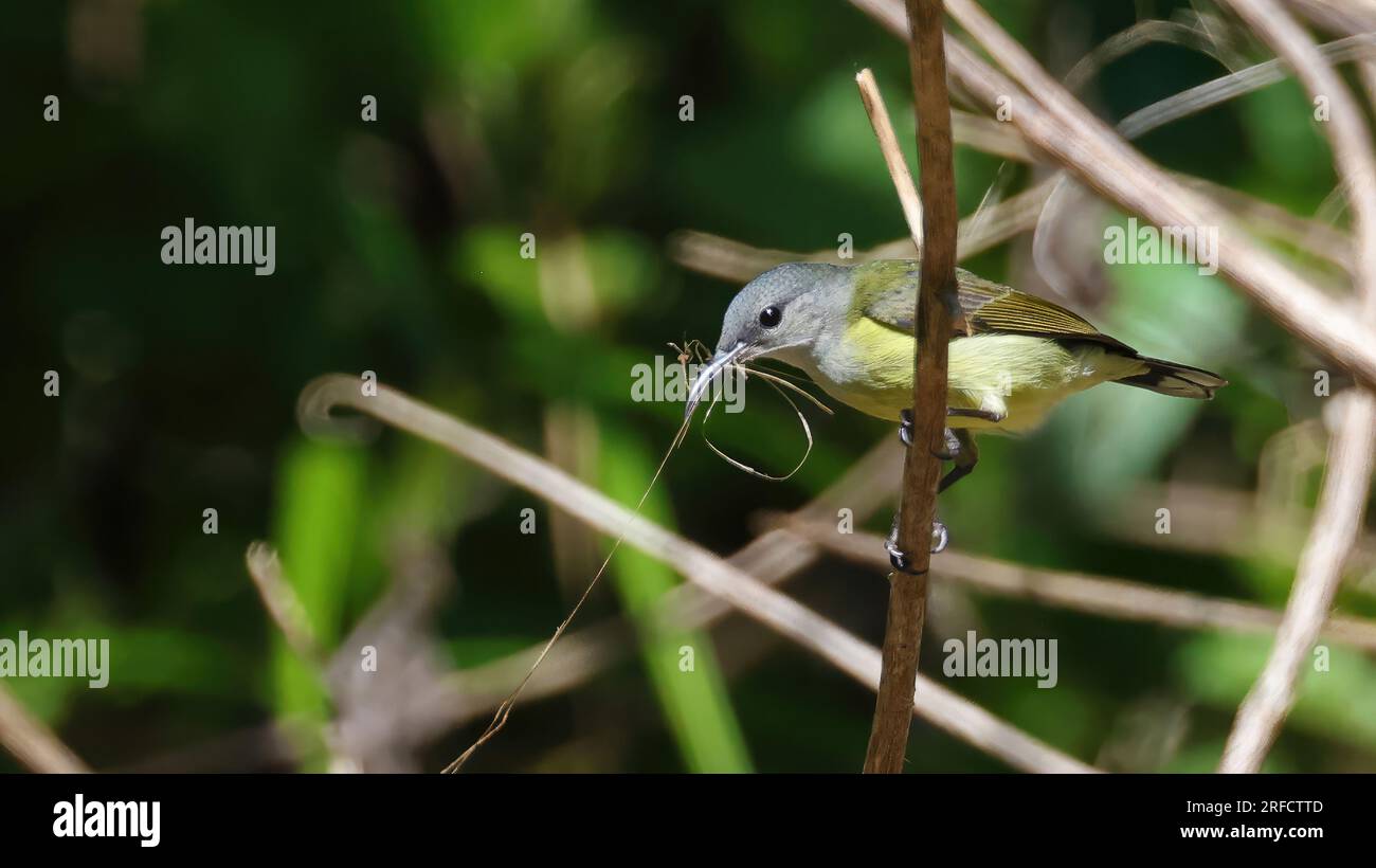 Black sunbird female (Leptocoma sericea), Halmahera, Indonesia Stock ...