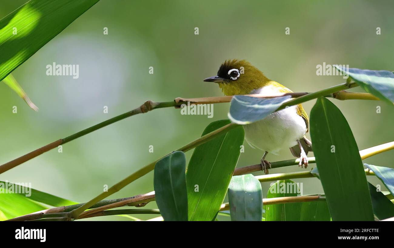 Black-crowned white-eye (Zosterops atrifrons), bird of Sulawesi ...