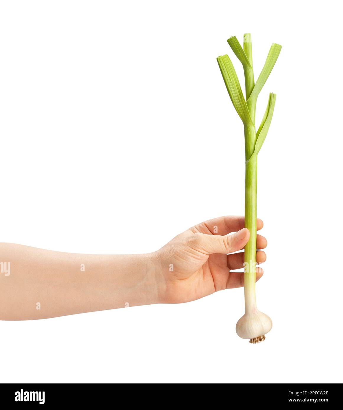 Garlic in hand hi-res stock photography and images - Alamy