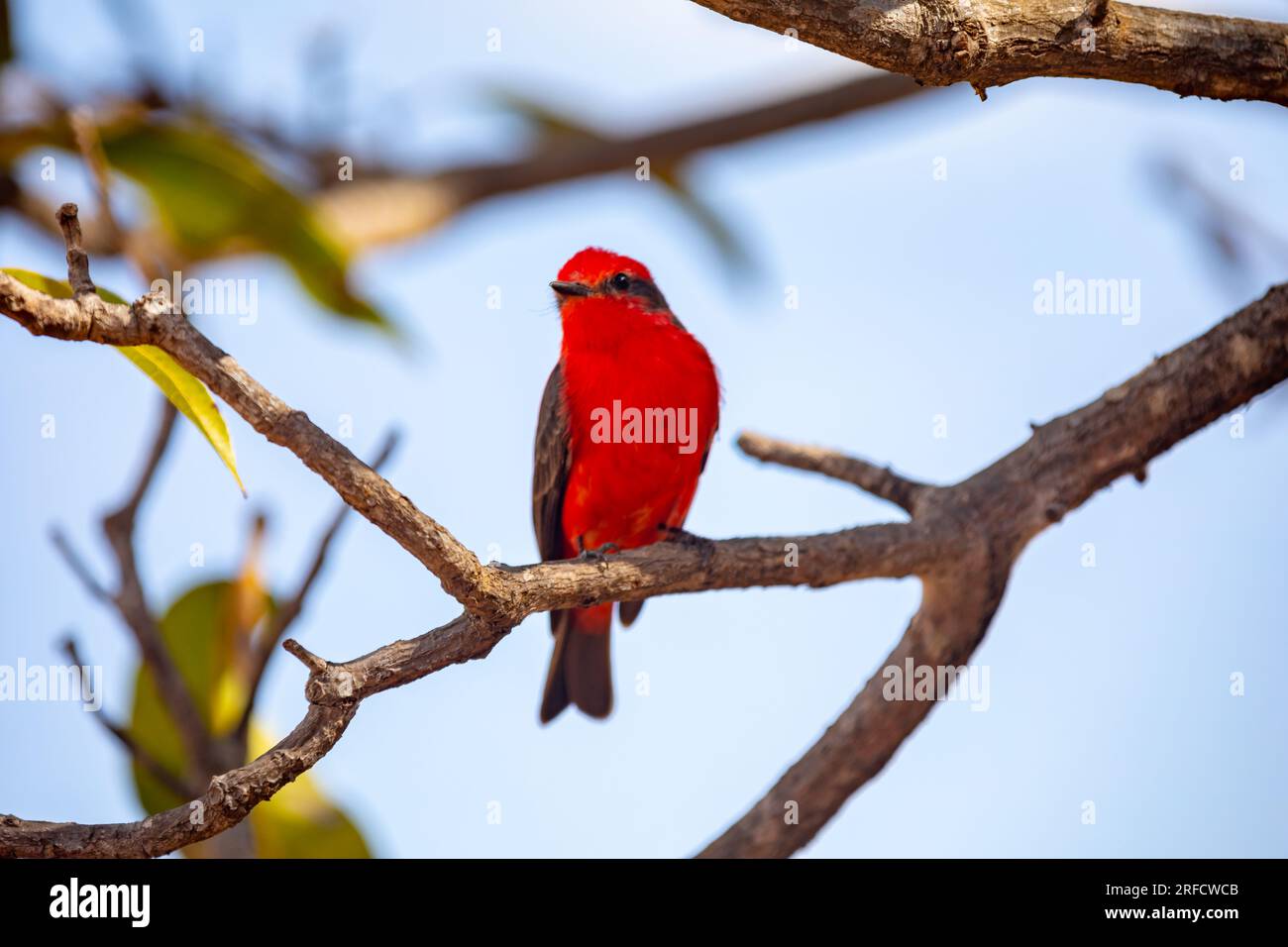 Small red bird known as "prince" Pyrocephalus rubinus perched on dry ...