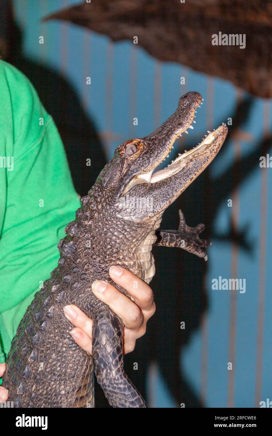 Important species for maintaining ecological diversity hi-res stock ...