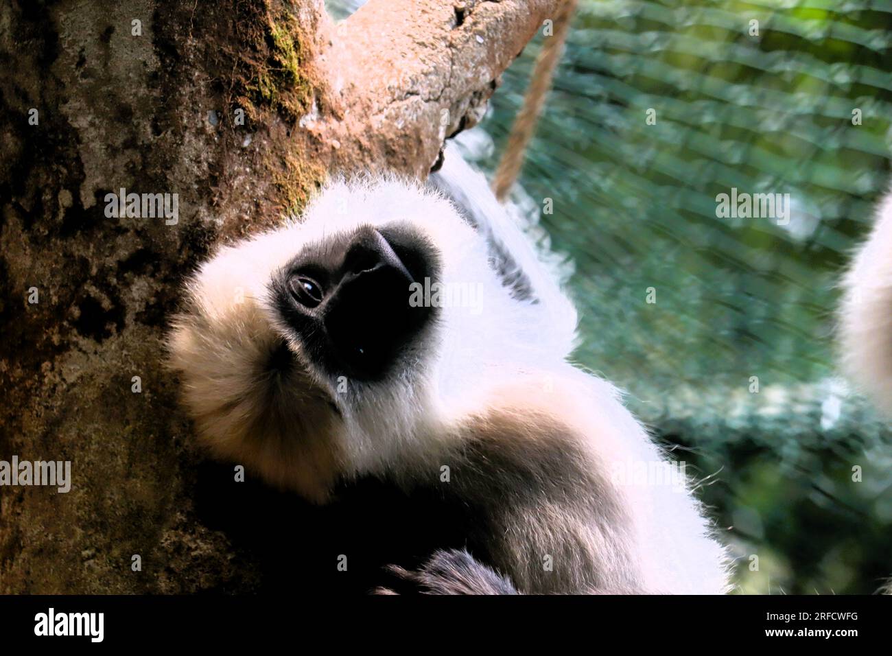 LAZY MONKEY AT ZOO Stock Photo - Alamy