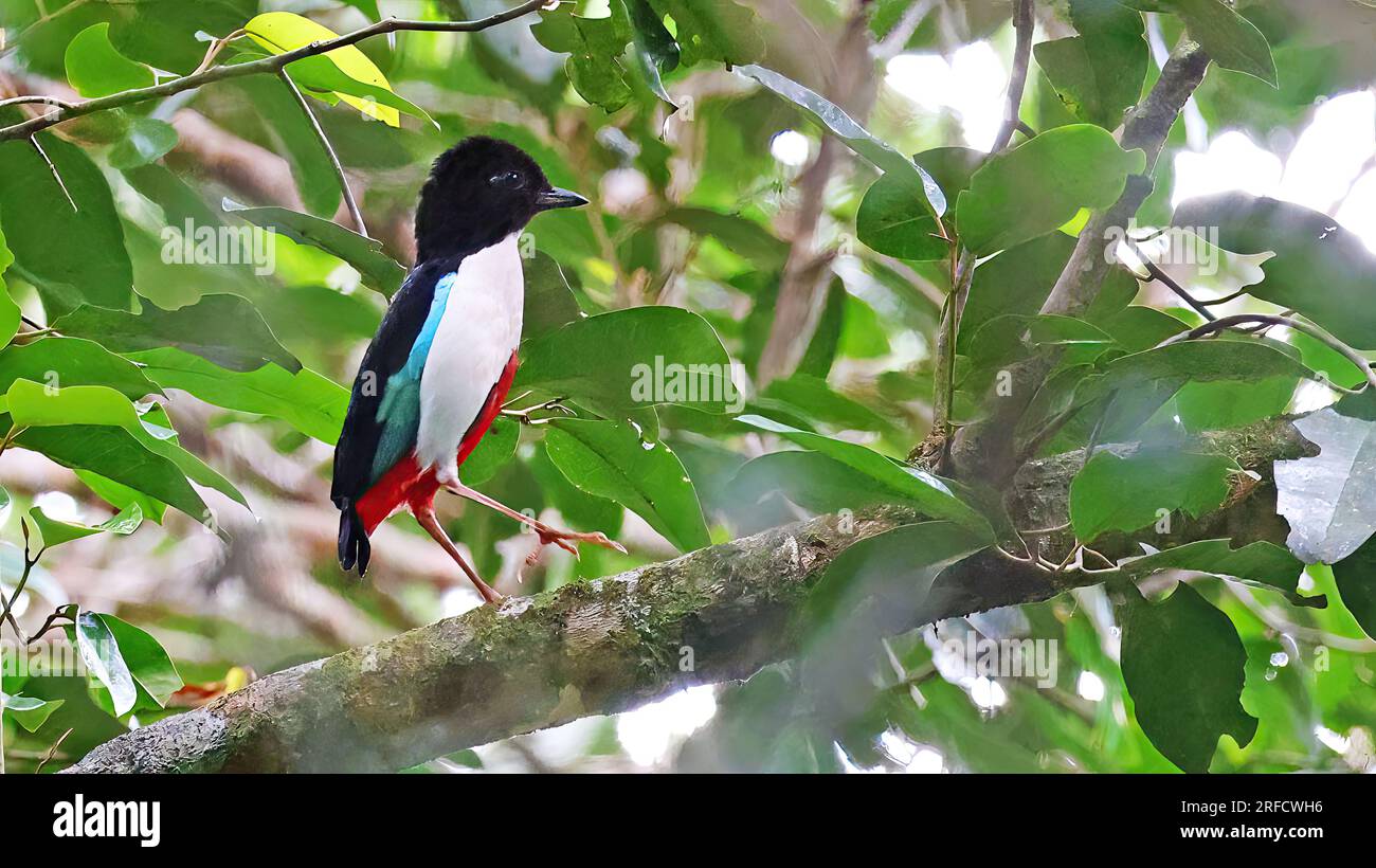 Ivory-breasted pitta (Pitta maxima), endemic bird of Halmahera ...