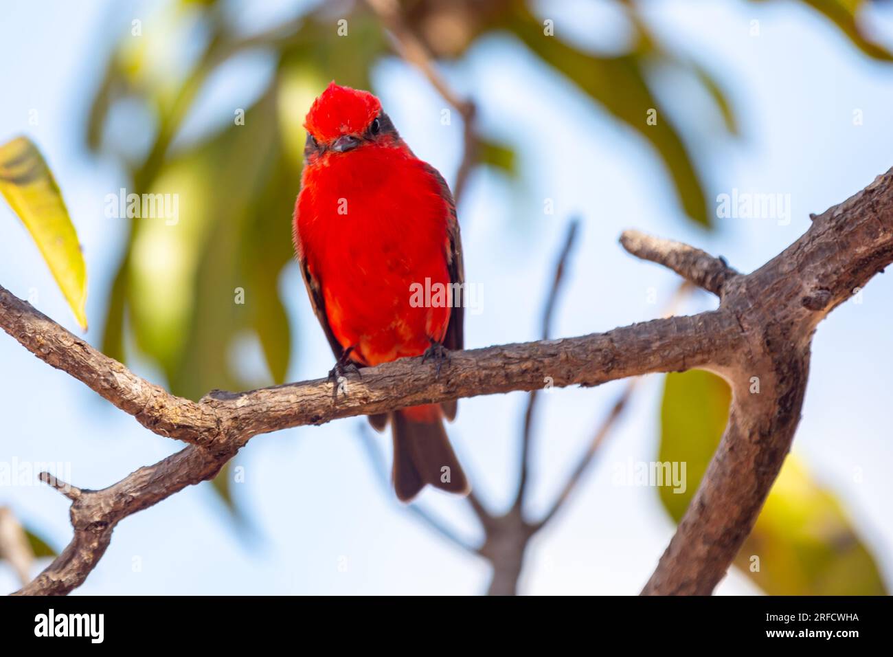 Small red bird known as "prince" Pyrocephalus rubinus perched on dry ...
