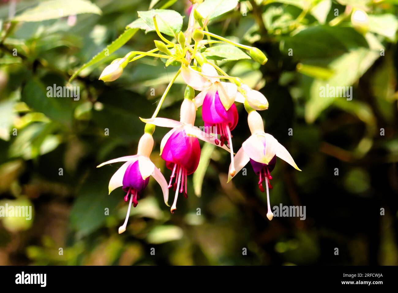 UNIQUE FLOWER FOUND IN HILLS Stock Photo - Alamy