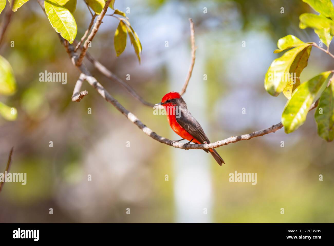 Small red bird known as "prince" Pyrocephalus rubinus perched on dry ...