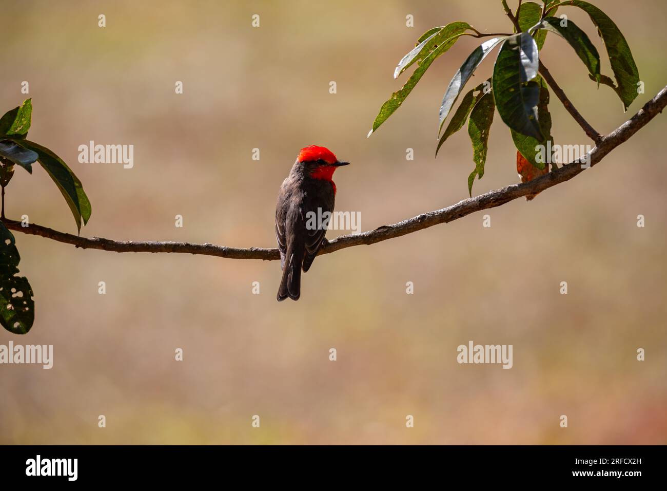 Small red bird known as "prince" Pyrocephalus rubinus perched on dry ...