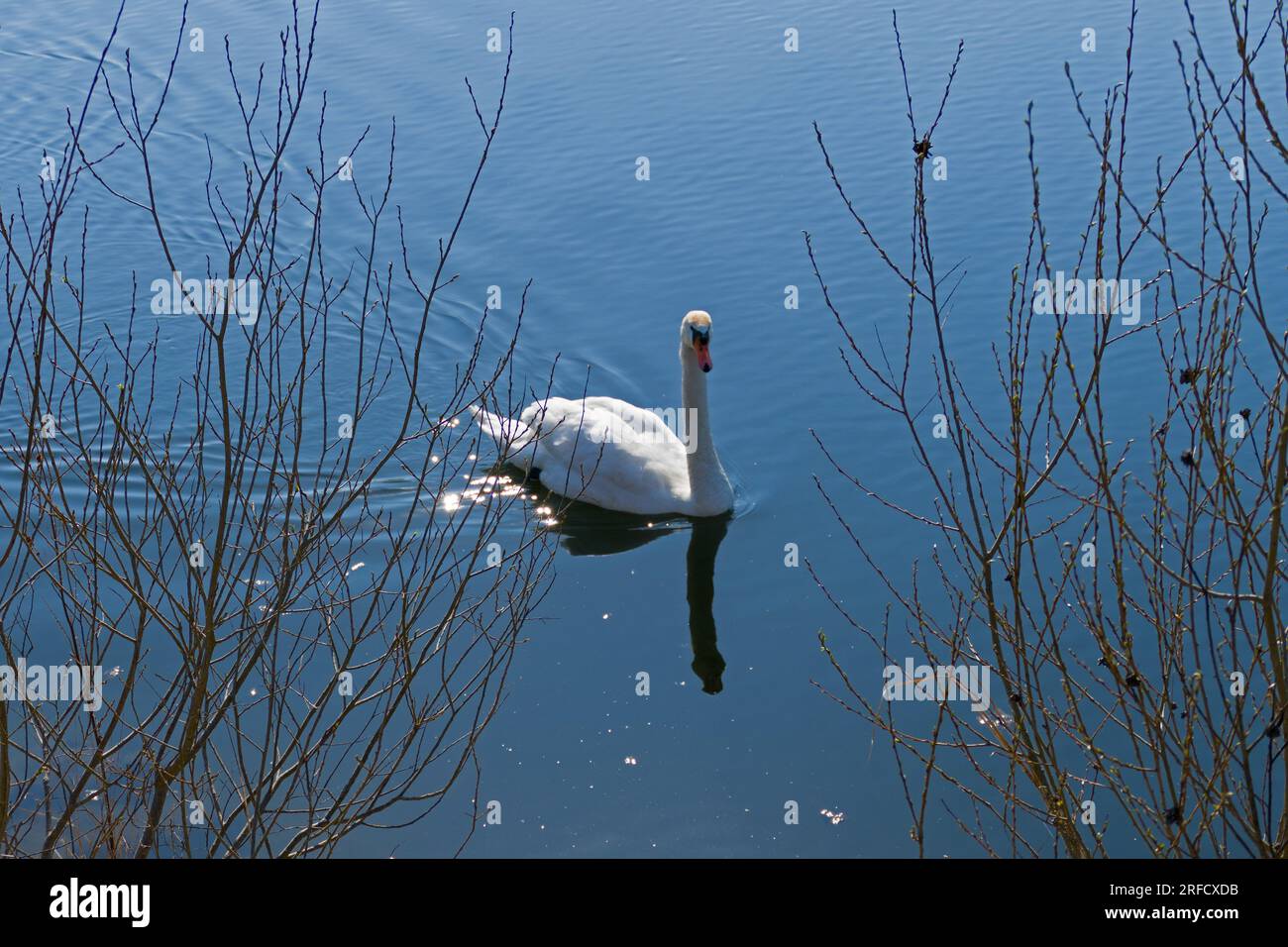 Schnabel detail hi-res stock photography and images - Alamy