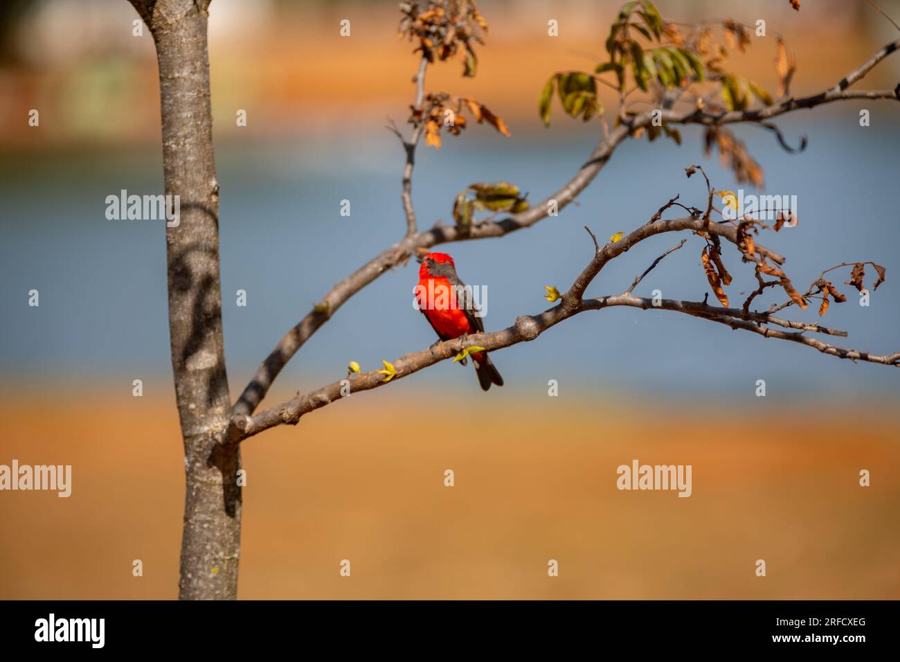 Small red bird known as "prince" Pyrocephalus rubinus perched on dry ...