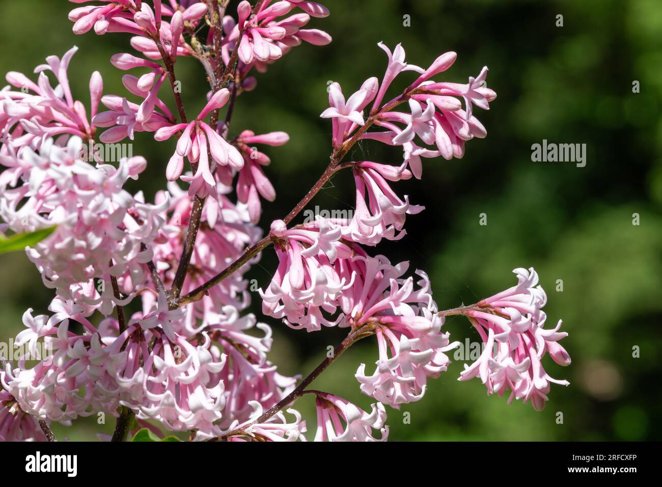 Close up of Hungarian lilac (syringa josikaea) flowers in bloom Stock ...