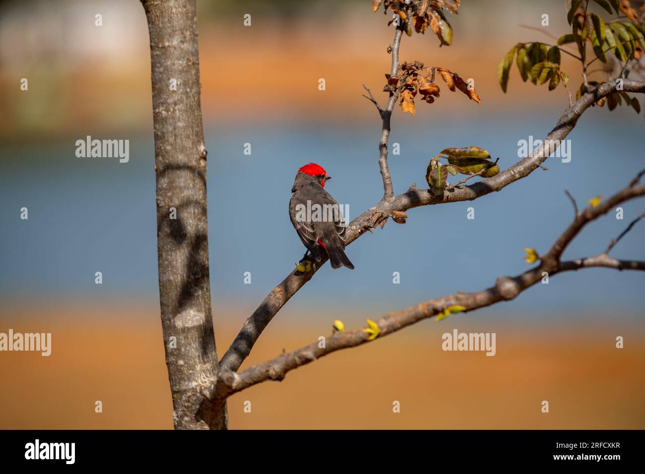 Small red bird known as "prince" Pyrocephalus rubinus perched on dry ...