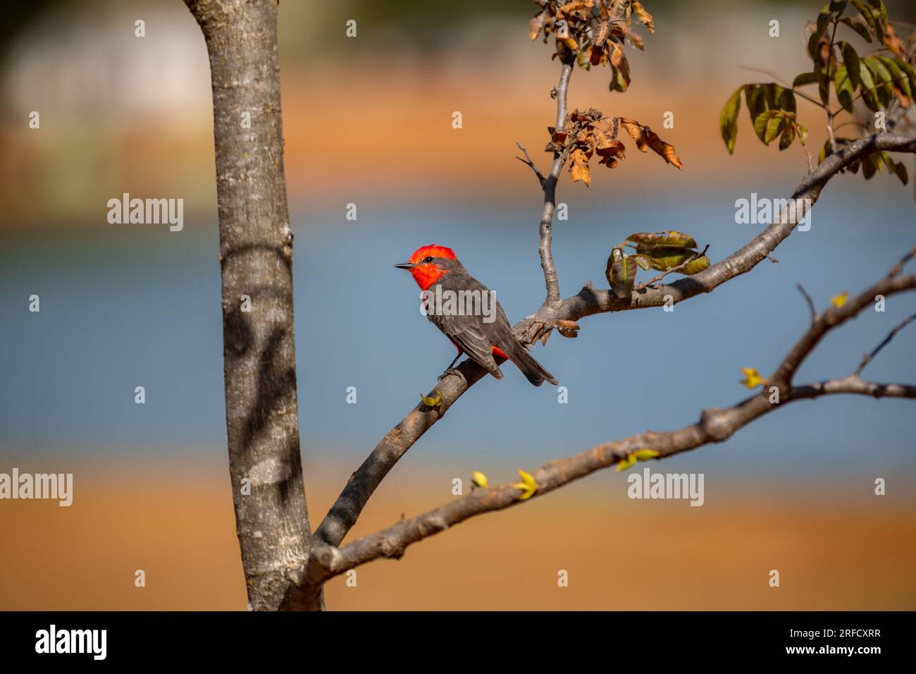 Small red bird known as "prince" Pyrocephalus rubinus perched on dry ...