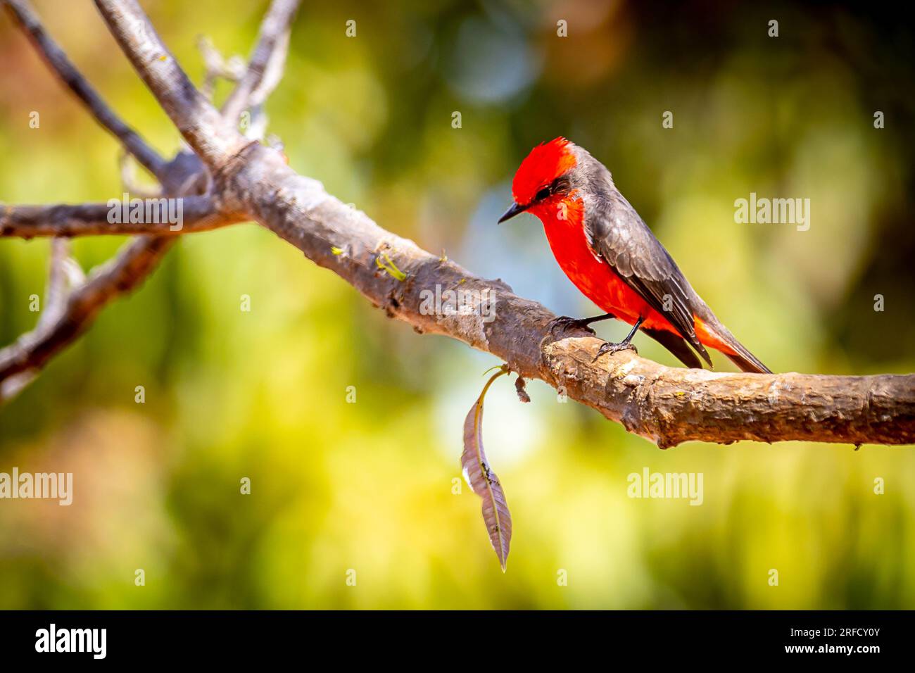 Small red bird known as "prince" Pyrocephalus rubinus perched on dry ...