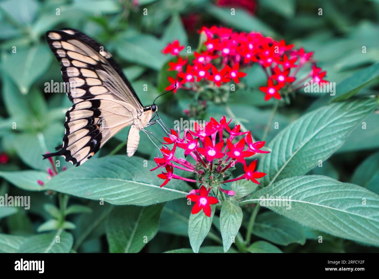 Common swallowtail butterfly on a flower Stock Photo - Alamy