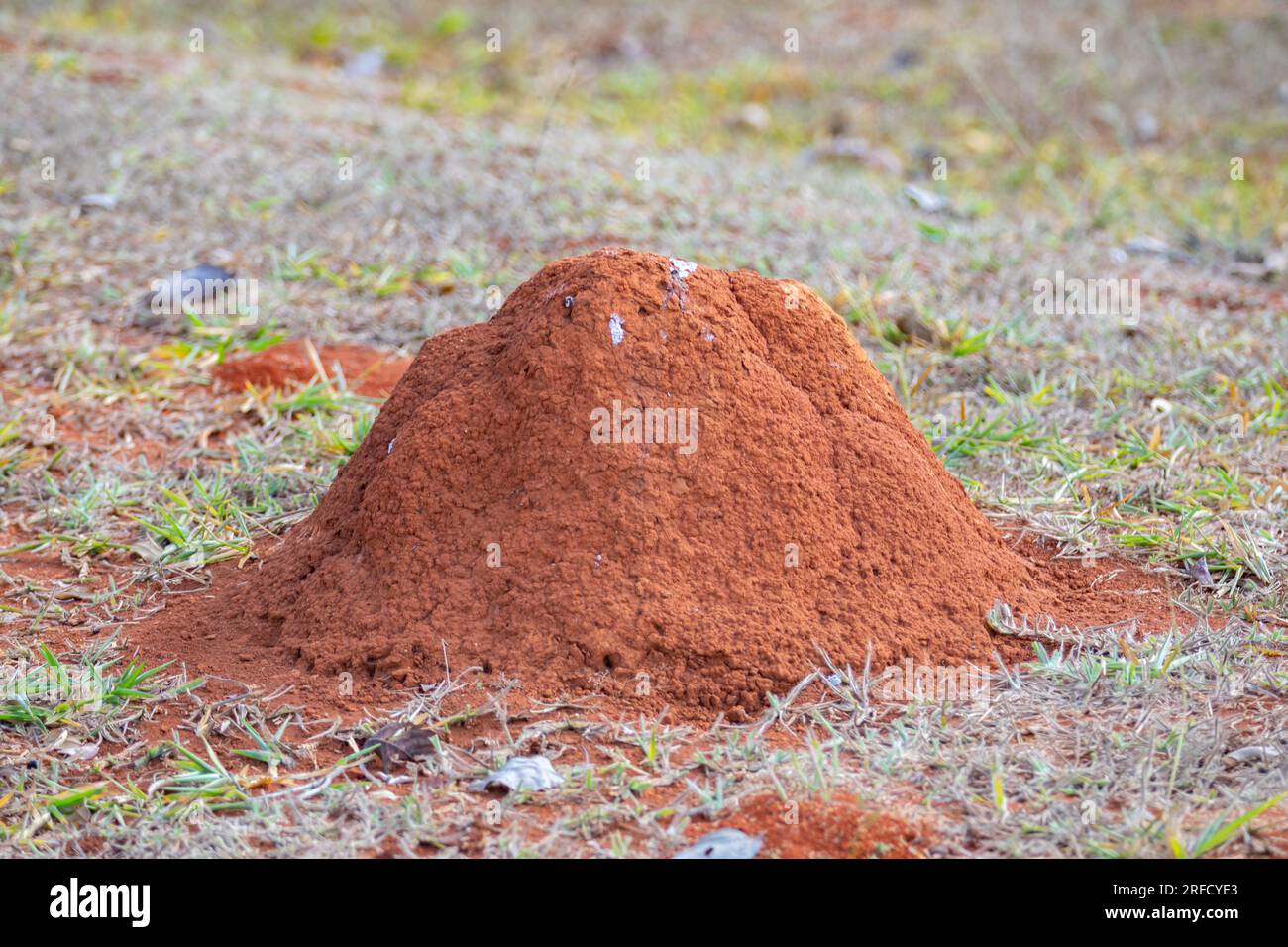 Termite nest isolated in the middle of the field of the Brazilian ...
