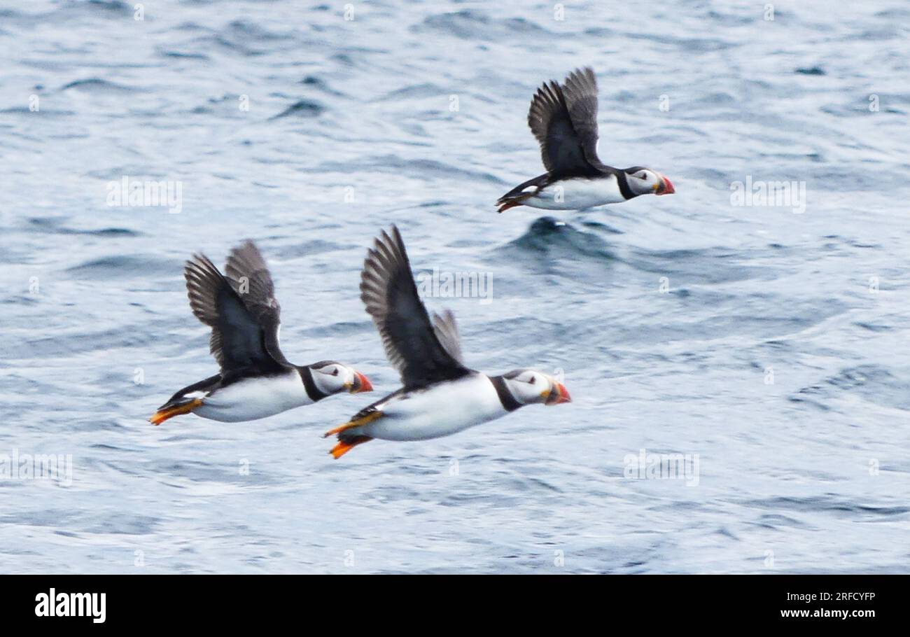 ATLANTIC PUFFINS - Fratercula arctica. Photo: Tony Gale Stock Photo - Alamy