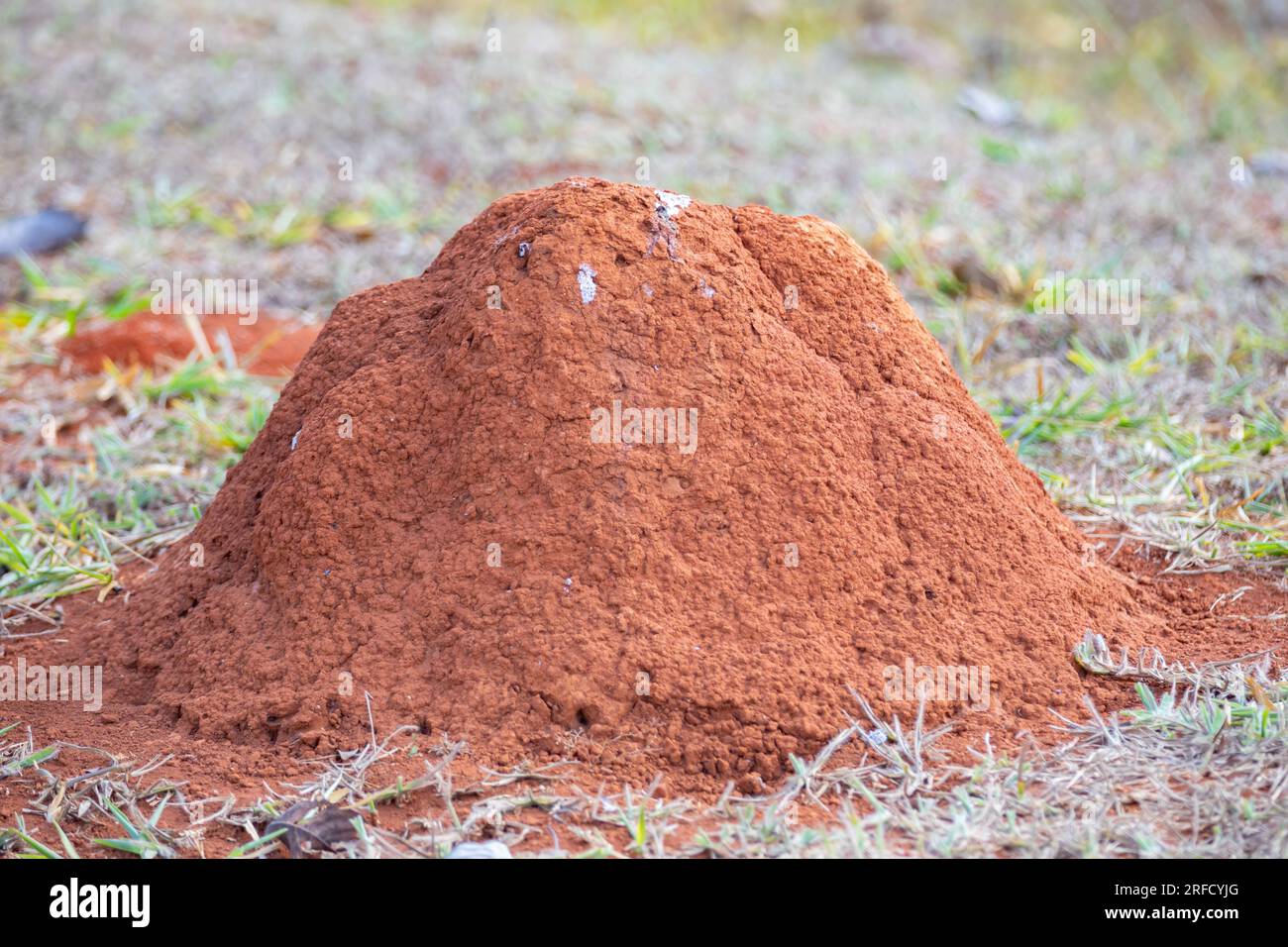 Termite nest isolated in the middle of the field of the Brazilian ...