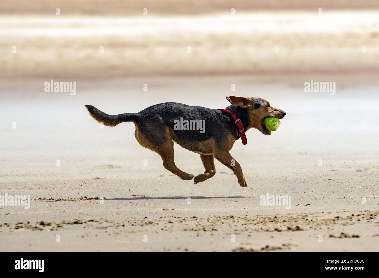 Dog small ball in hi-res stock photography and images - Alamy