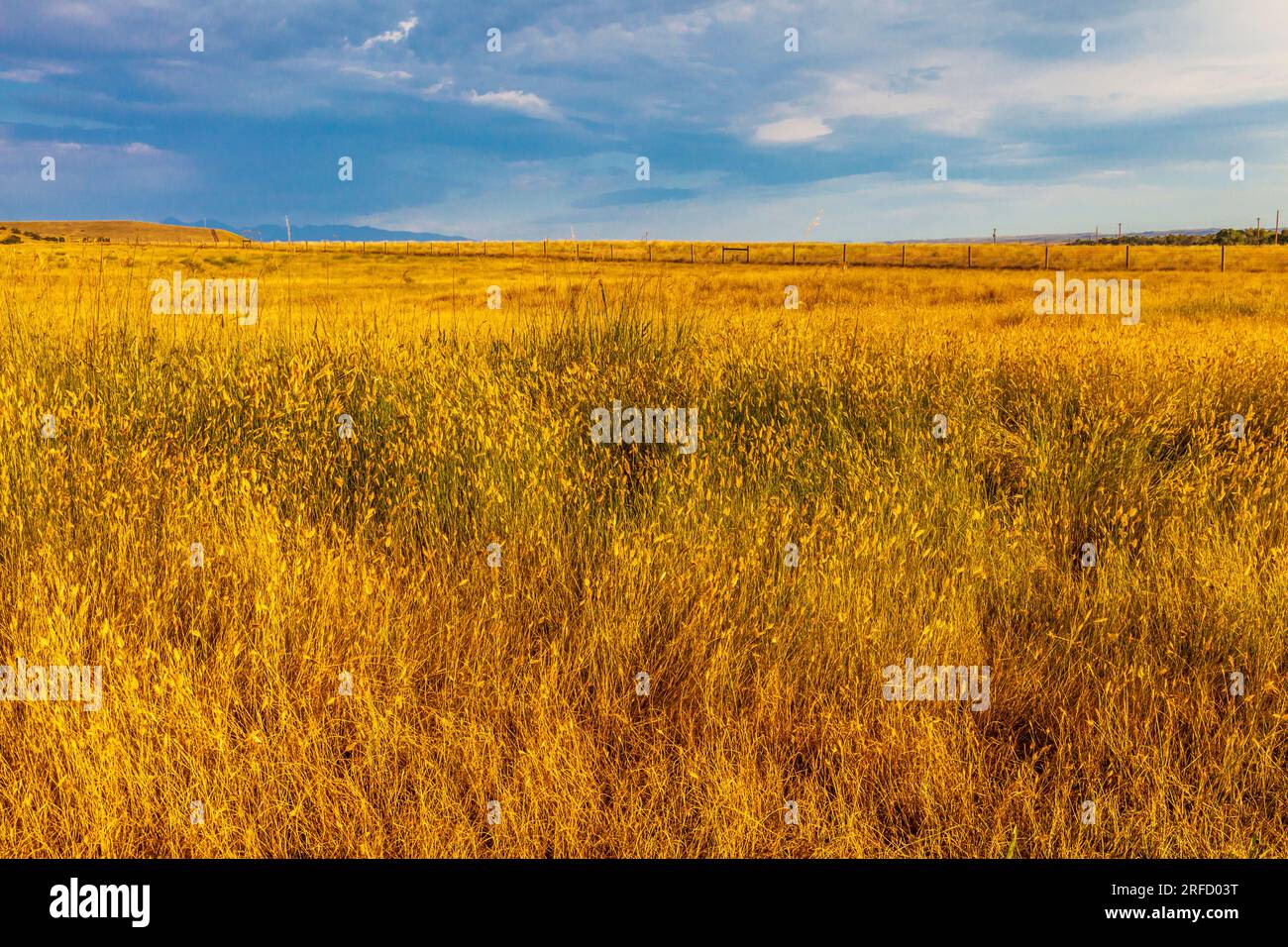 Grassland composed of rough fescue and wheatgrass hi-res stock ...