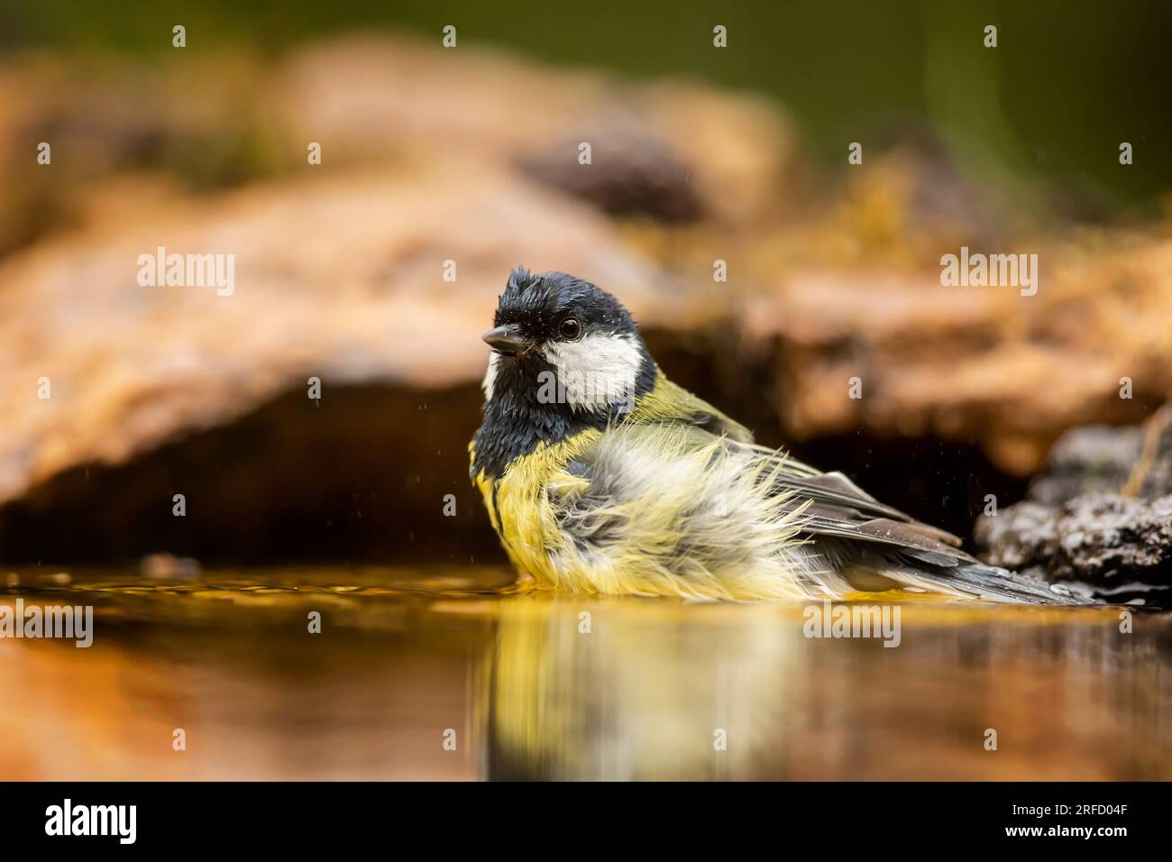 Wildlife scene from forest lake. Great Tit, Parus major, black and ...