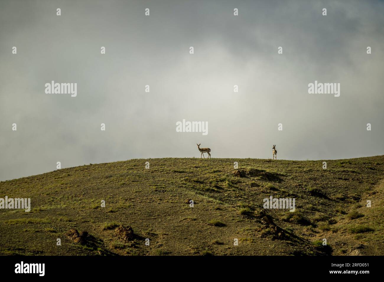 Goitered gazelles (Gazella subgutturosa) or black-tailed gazelles on a ...