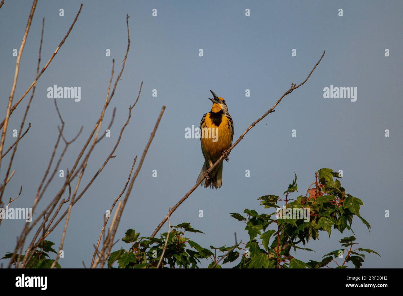 Eastern meadowlark (Sturnella magna) sitting in tree at Mercy Park in ...