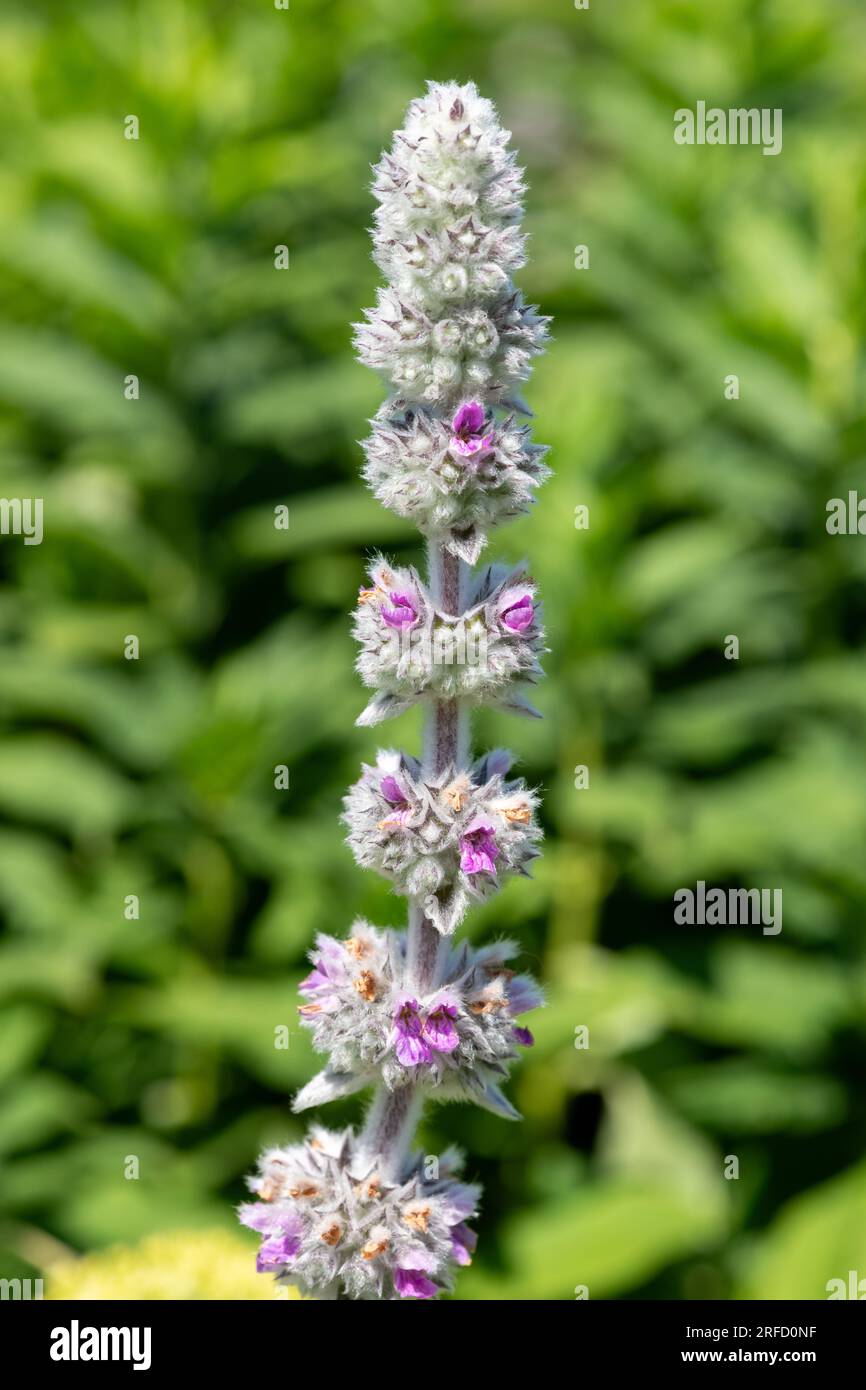 Close up of a woolly hedgenettle (stachys byzantina) plant in bloom ...