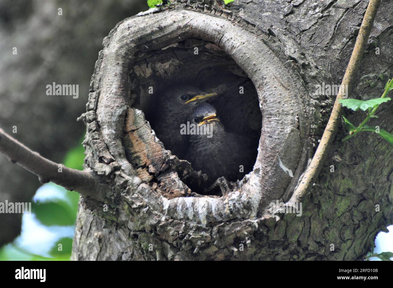 Baby starling branch tree hi-res stock photography and images - Alamy