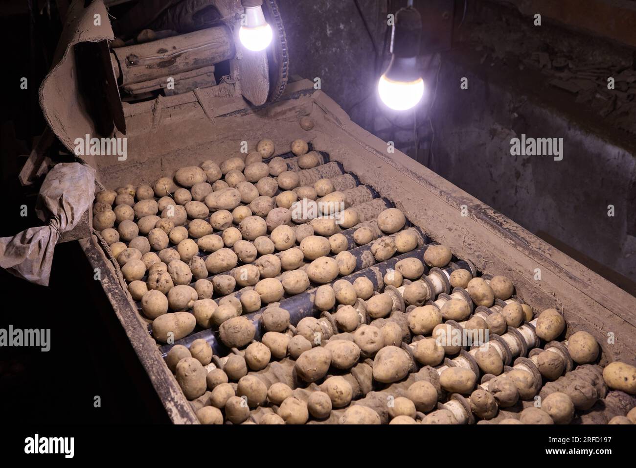 Potatoes moved with motorized roller conveyor for sorting Stock Photo ...
