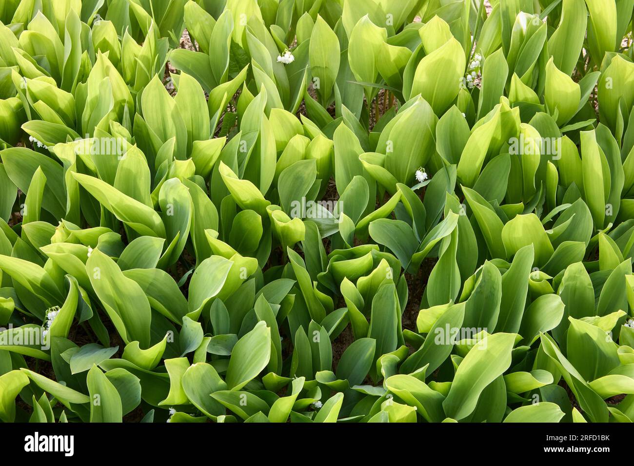 Leaves of wild forest lilies of valley at beginning of flowering ...