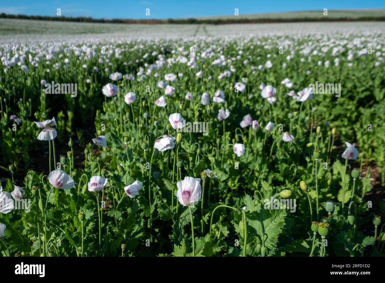 White poppies hi-res stock photography and images - Alamy