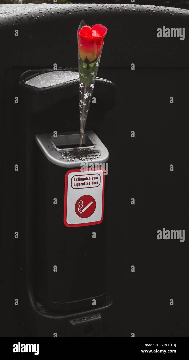 Single rose in a cigarette bin Stock Photo - Alamy